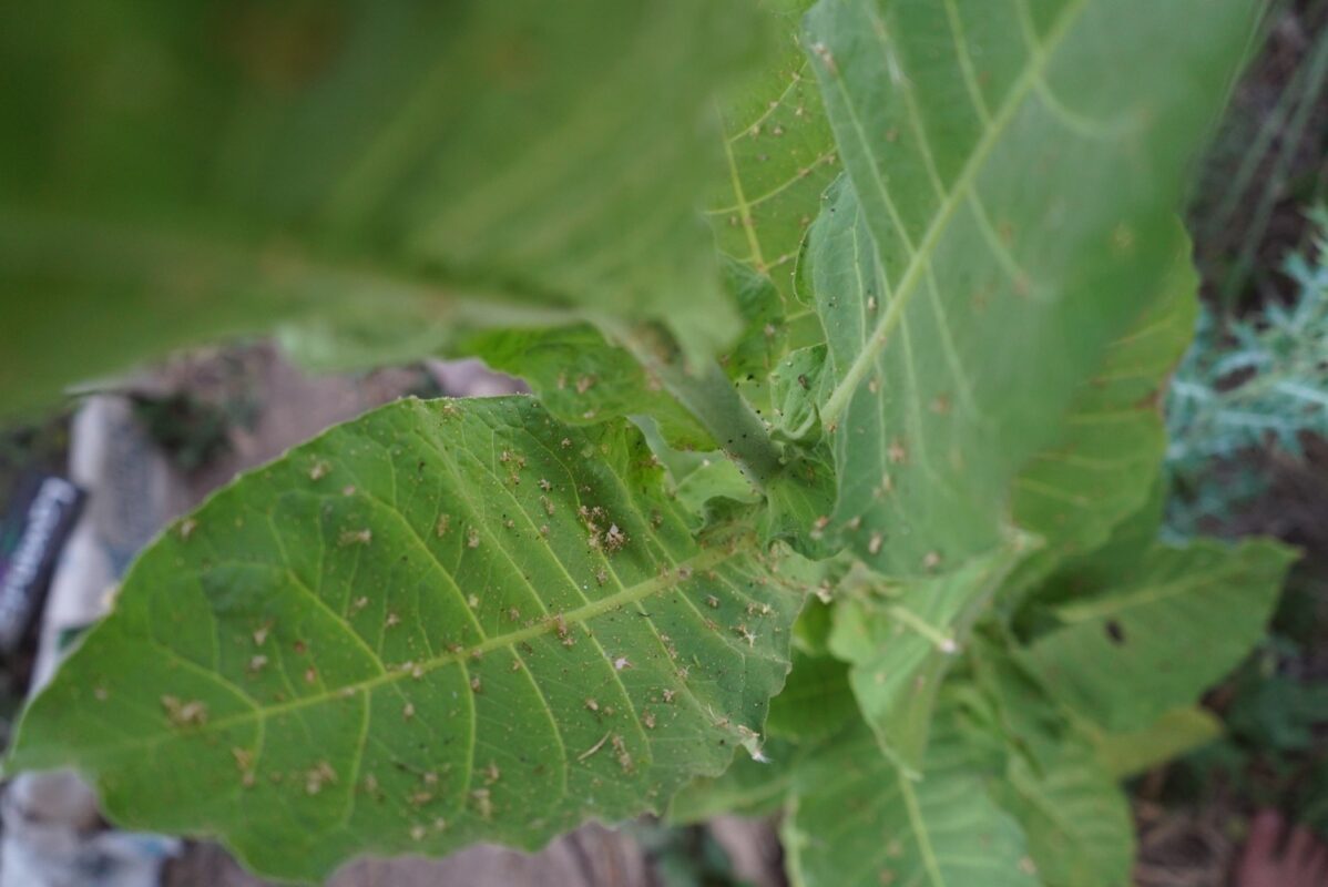 Mapacho Pre-Rolled 5 Pack || Jungle – Rebel Herbal